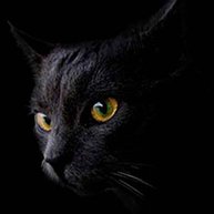 Иконка канала BlackCatLEO