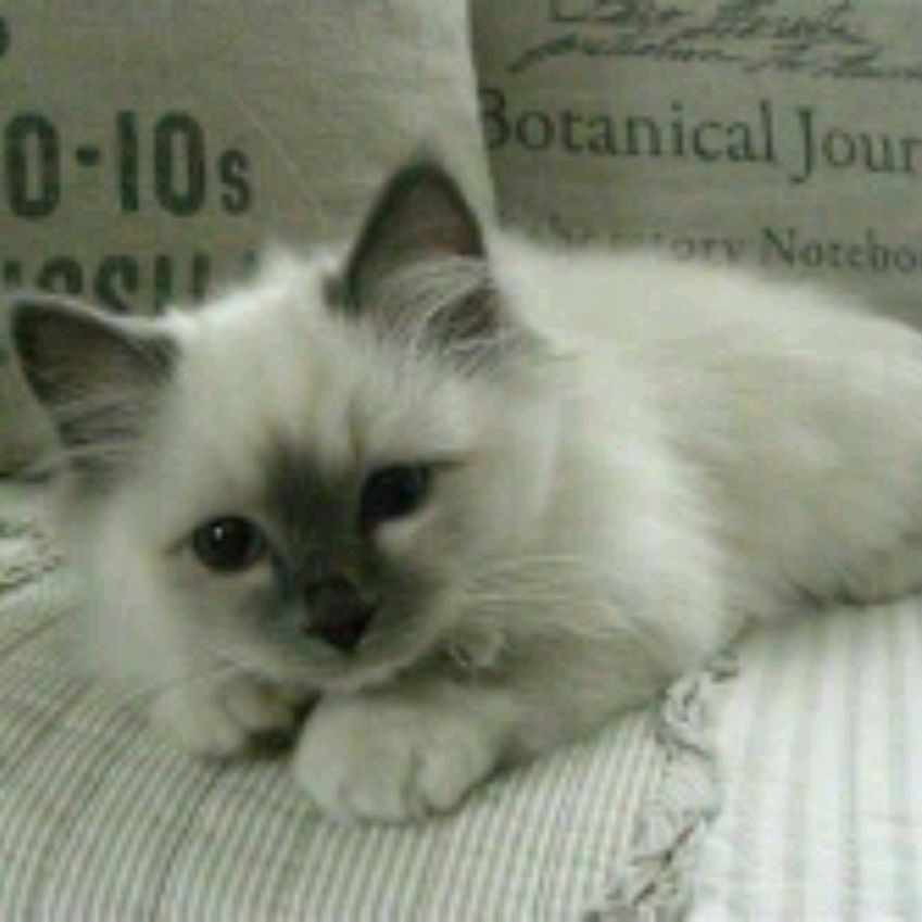 Иконка канала Meow_831♡