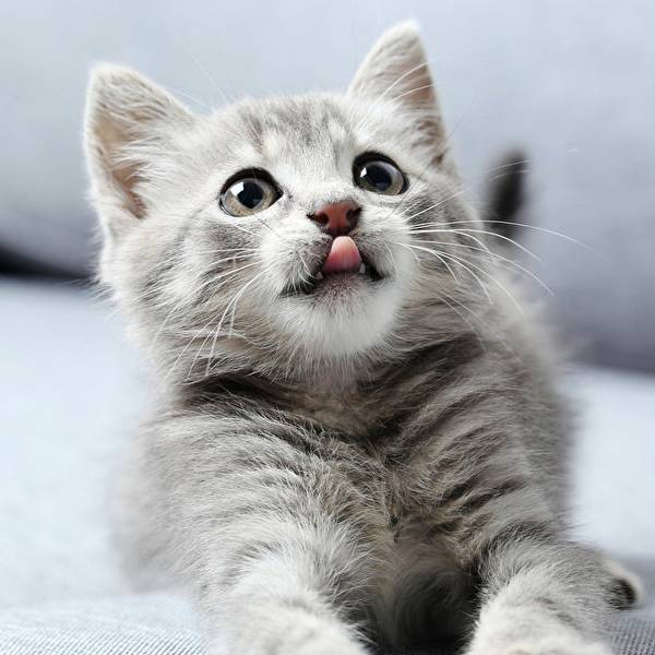 Иконка канала Добрый канал