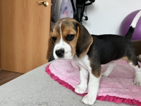 Иконка канала Olivia_bigle