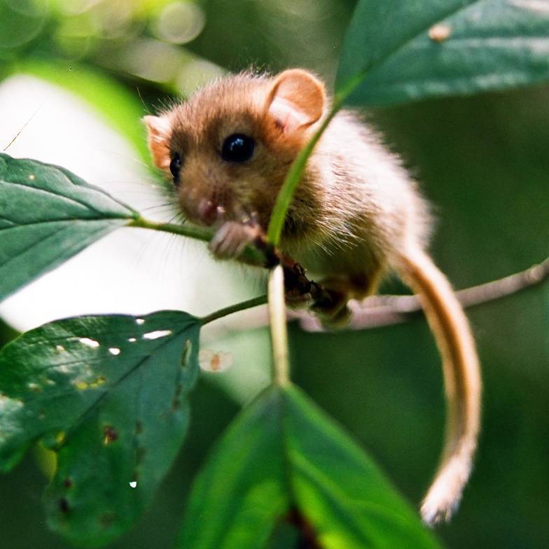 Иконка канала МИР ДИКОЙ ПРИРОДЫ Александра Куличенко