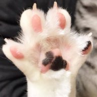 Иконка канала Лапки