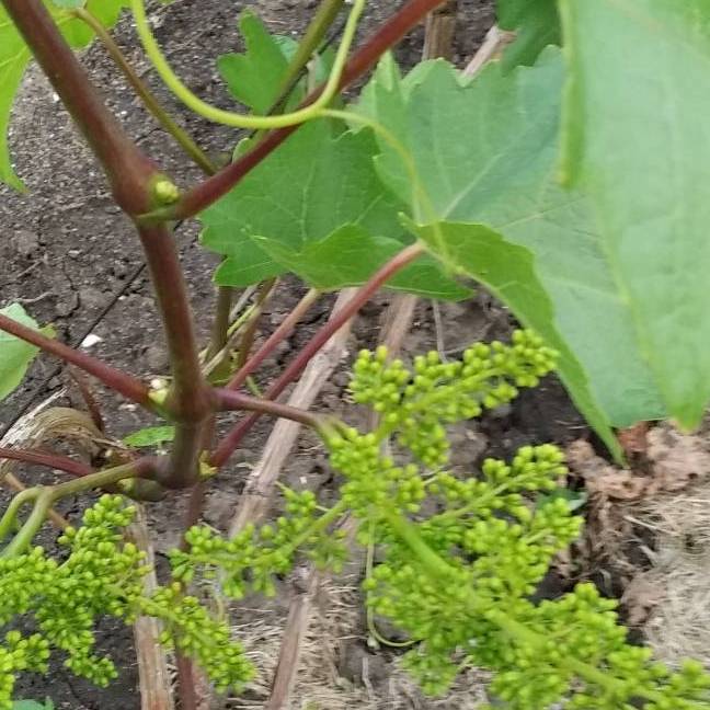 Иконка канала Дача и пасека на Волге