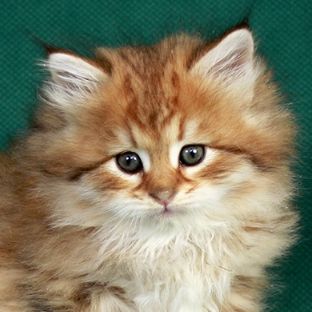 Иконка канала Siberian cattery Znatniy Zver