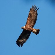 Иконка канала Беркут64