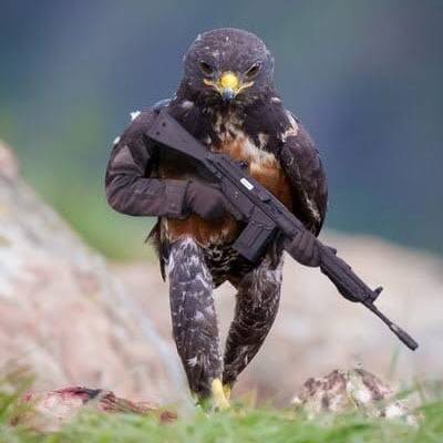 Иконка канала Злые Птички