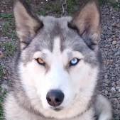 Иконка канала Котики и пчелки