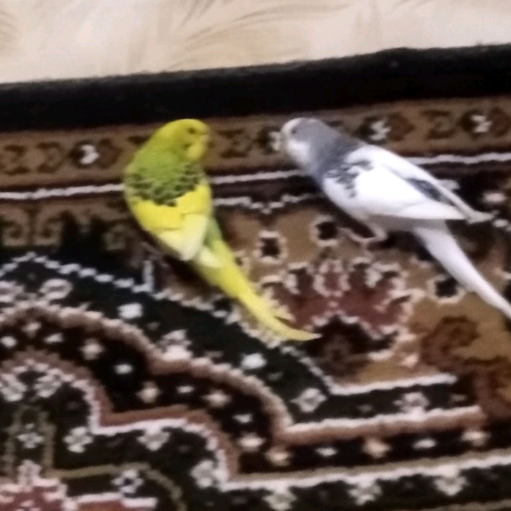 Иконка канала ?Кеша_Катя?