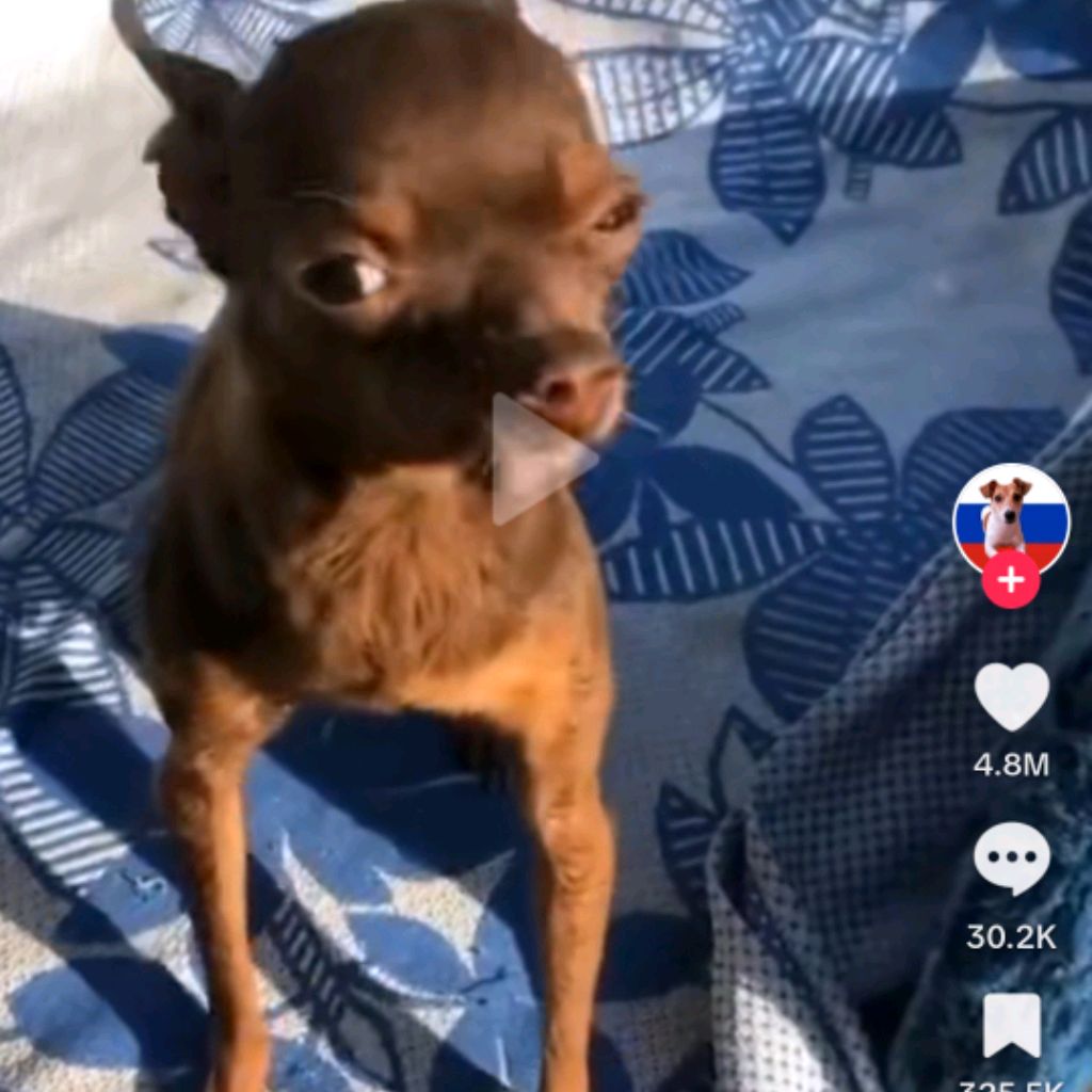 Иконка канала Басик Мяу Мяу и мопс поркурист