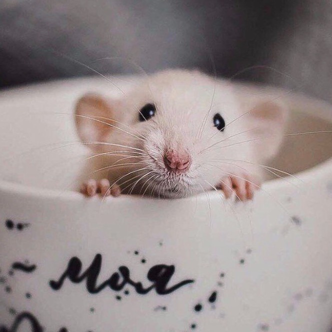 Иконка канала xomik