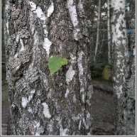 Иконка канала Лист Стволыч