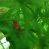 Иконка канала ОксанаМойАквариумНовоалтайск