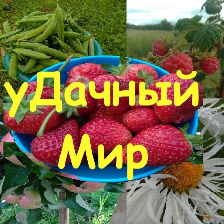 Иконка канала уДачный мир