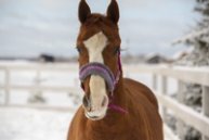 Иконка канала Коноблог ~Horses are my Dream~