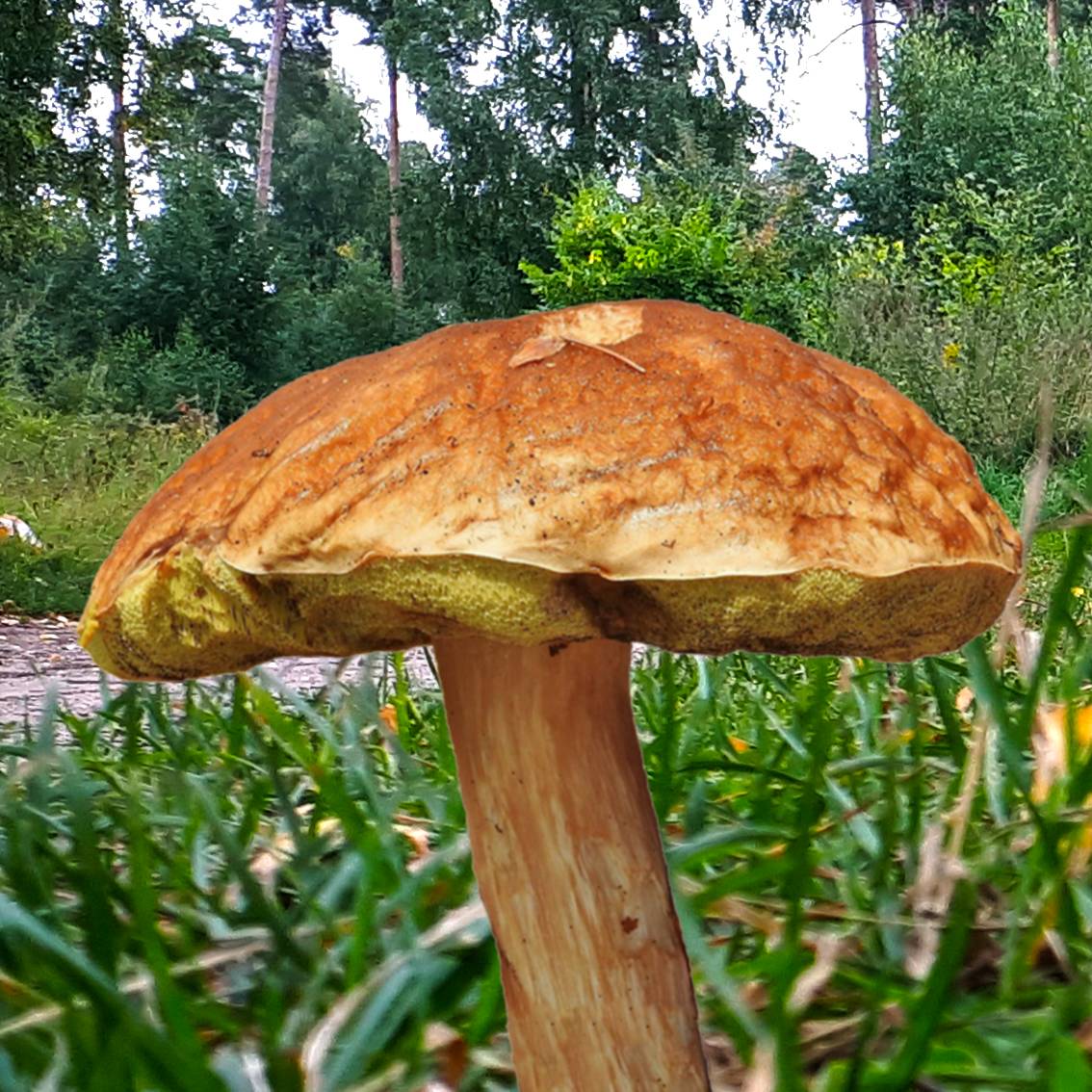 Иконка канала Mushroom