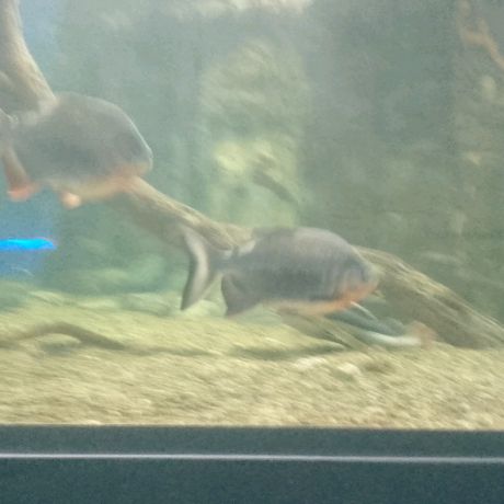 FISHX на RUTUBE: 17 видео – смотреть онлайн и бесплатно (33889794)