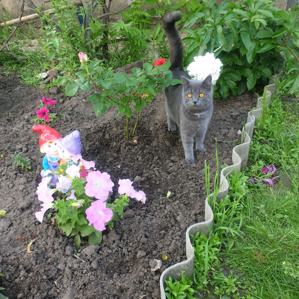 Иконка канала ?Мягкие Лапки?