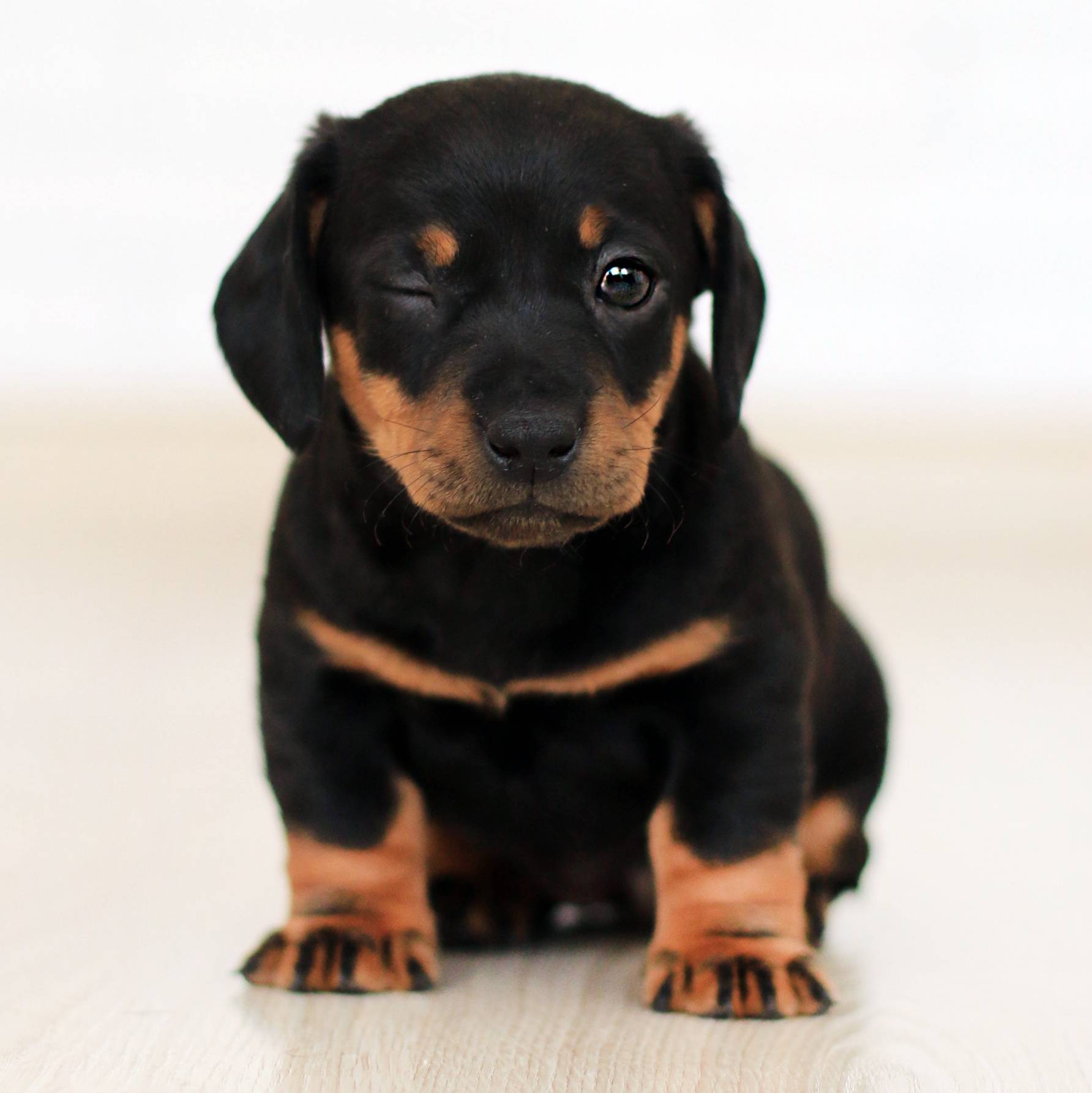 Иконка канала Animals Lovers