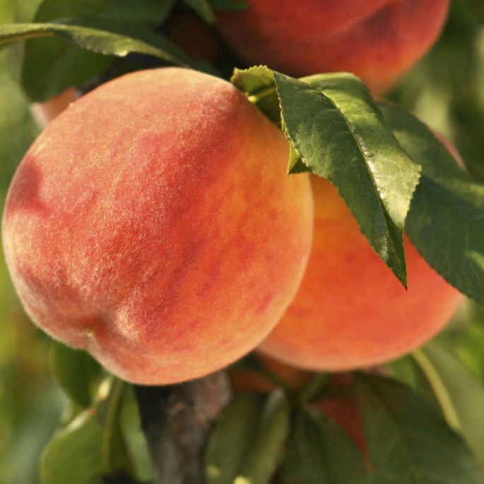 Иконка канала Таня-persik?