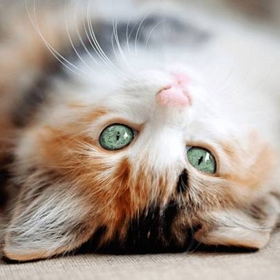 Иконка канала Котятки