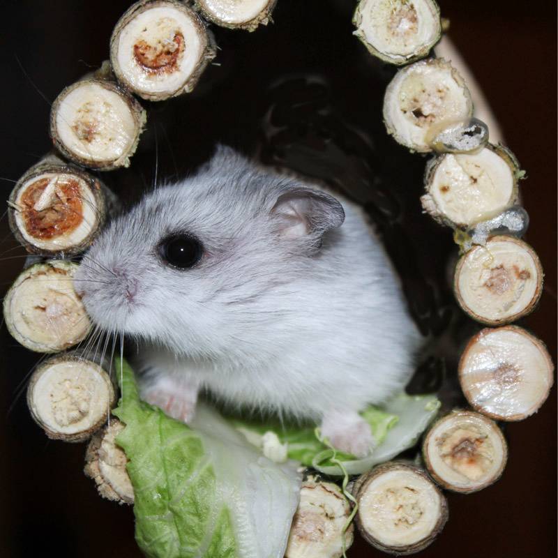 Иконка канала Mygi Maki