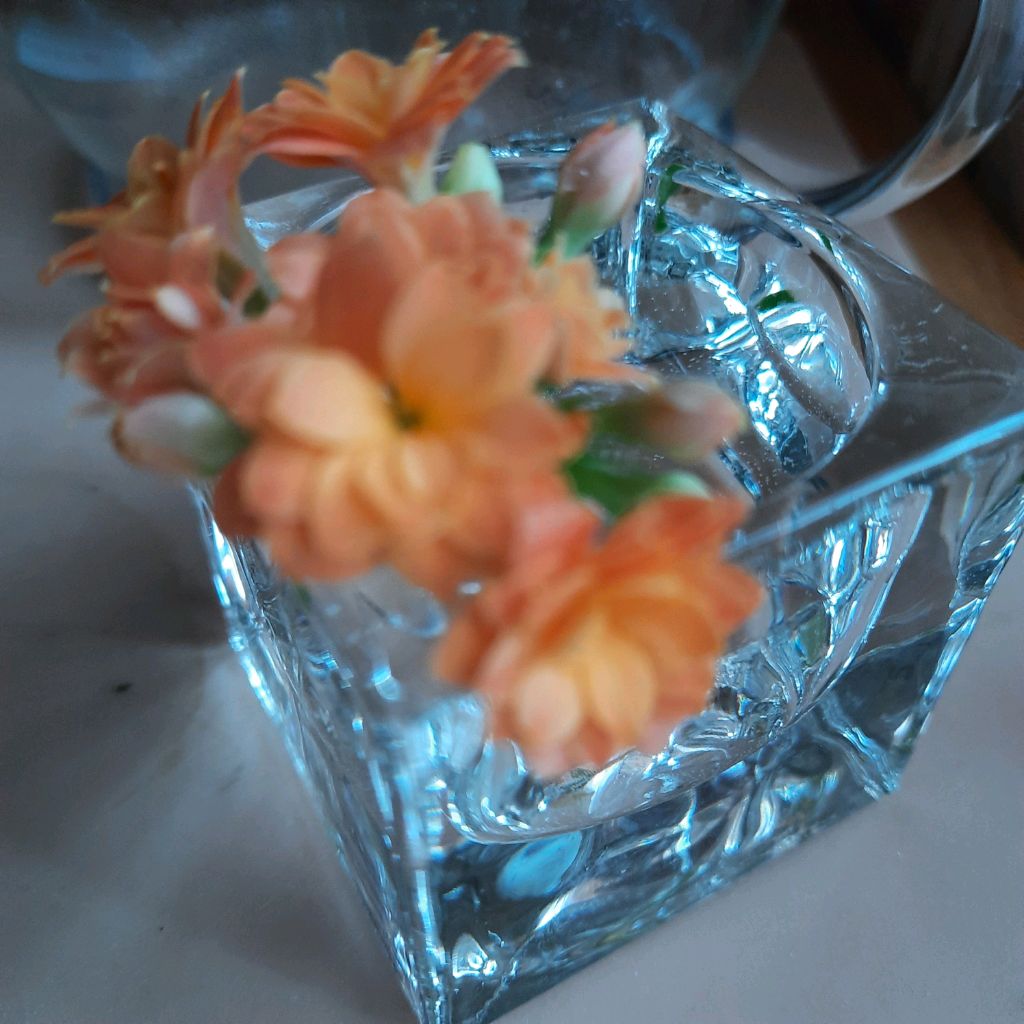 Иконка канала Коты и цветы