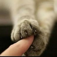 Иконка канала КотоПомощь