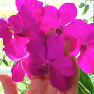 Иконка канала Из жизни Орхидей