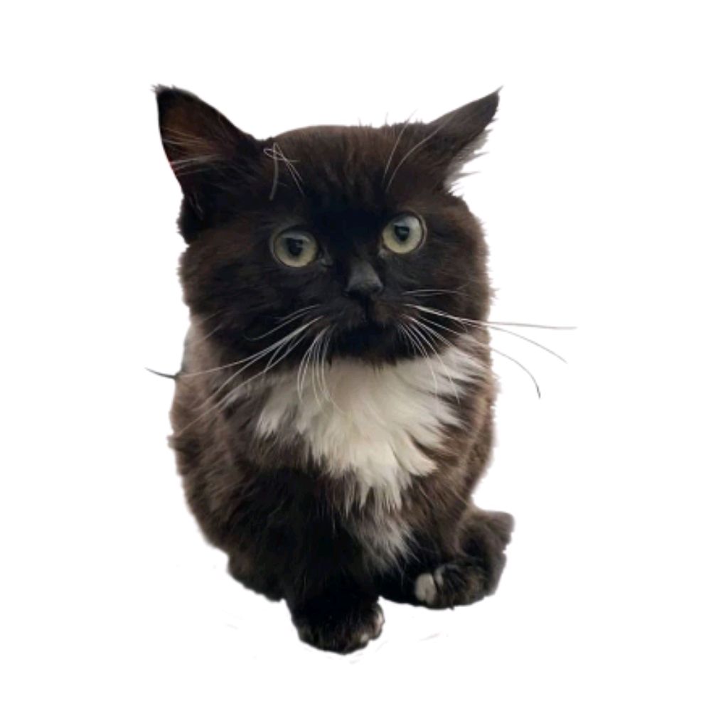 Иконка канала Die Ment