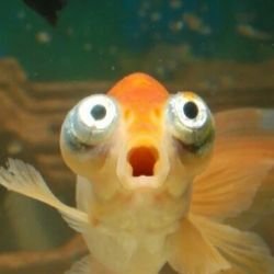Иконка канала Fish climber