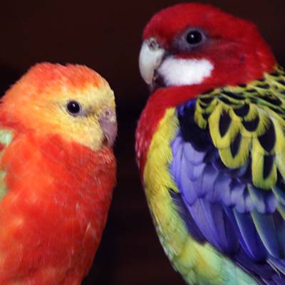 Иконка канала Попугаи Розарио и Перец