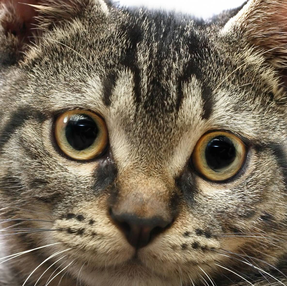 Иконка канала smertt1000krut