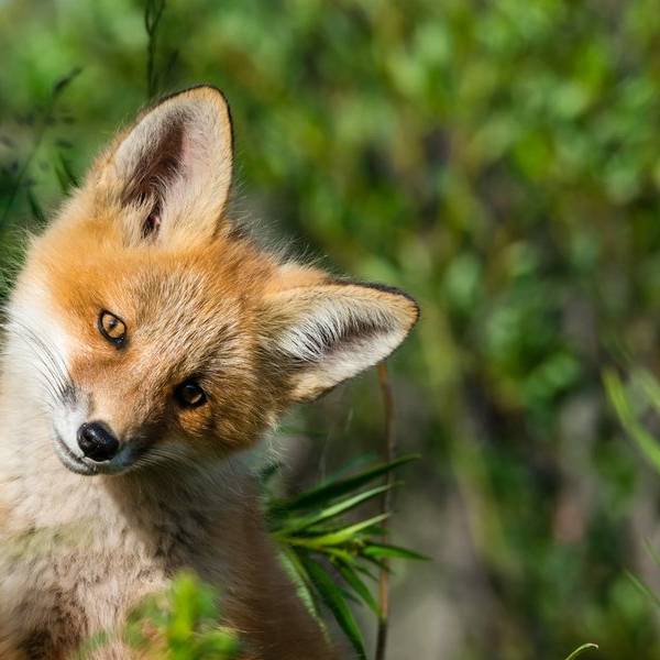 Иконка канала Foxer_RUS_2023