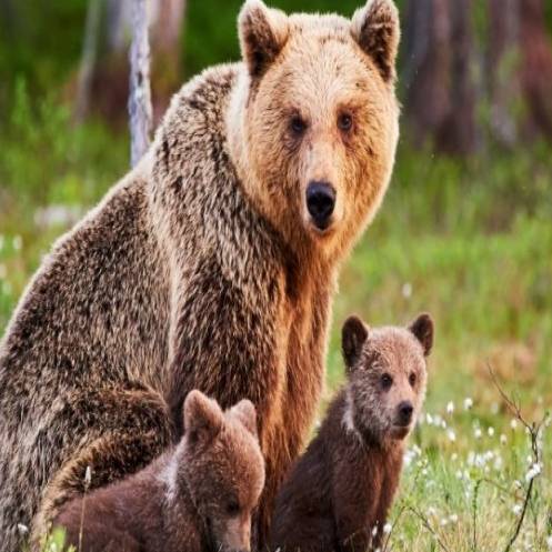 Иконка канала Таёжный край.