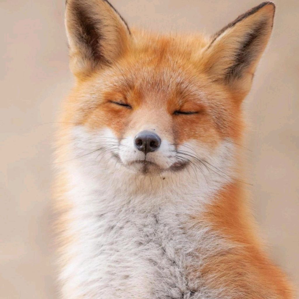 Иконка канала Про лису, кошку и медведя