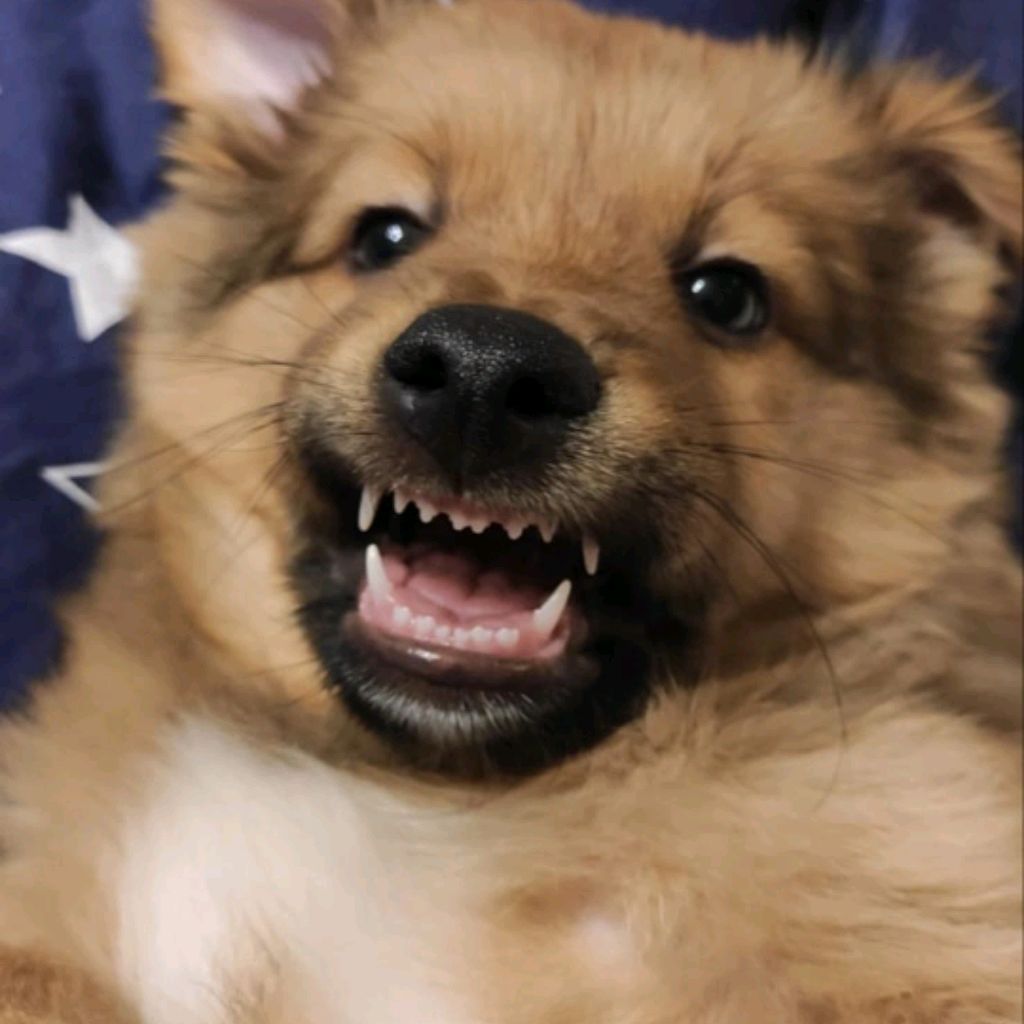 Иконка канала kobra 925