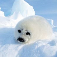 Иконка канала Холодок