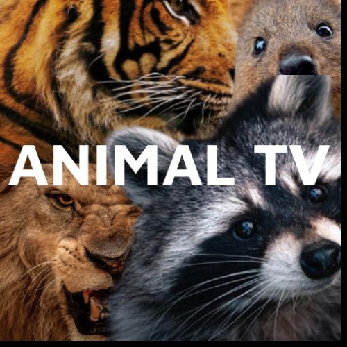 Иконка канала ANIMAL TV