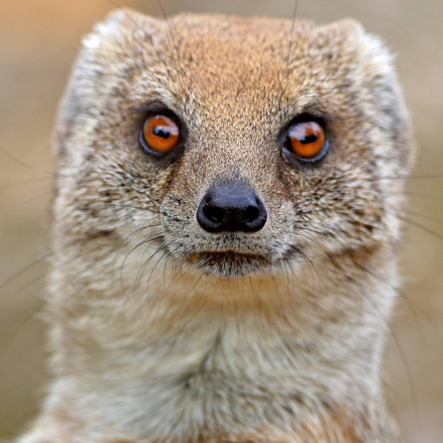 Иконка канала ПРИРОДА И ЖИВОТНЫЙ МИР ЗЕМЛИ.