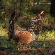 Иконка канала Лес в рюкзаке