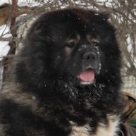 Иконка канала Гордый Княжич -кавказская овчарка