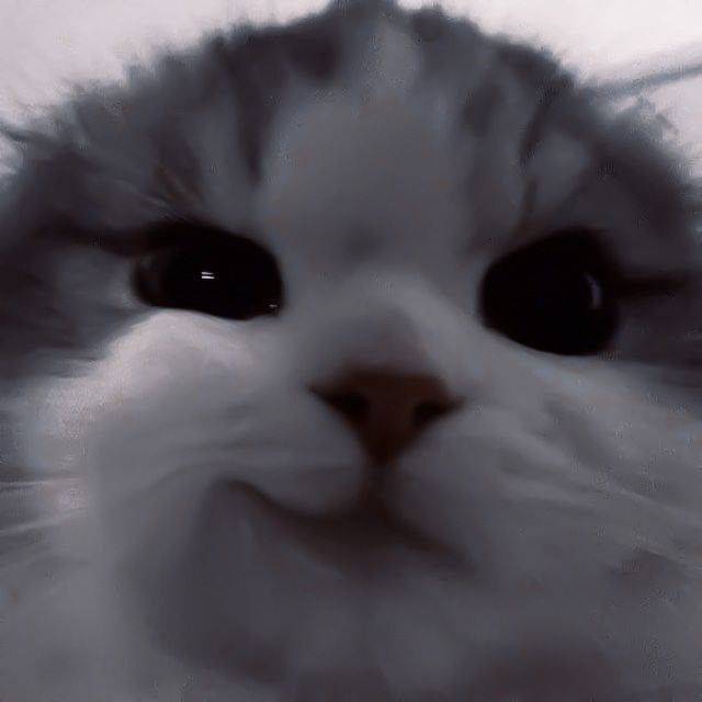 Иконка канала VERA SHAW