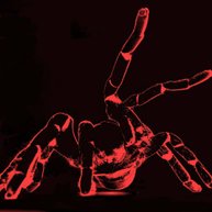 Иконка канала Пауки птицееды от Arachnoforbes