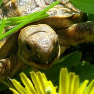 Иконка канала Черепахи среднеазиатские от заводчика