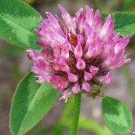 Иконка канала Клеверок дс 176 канал