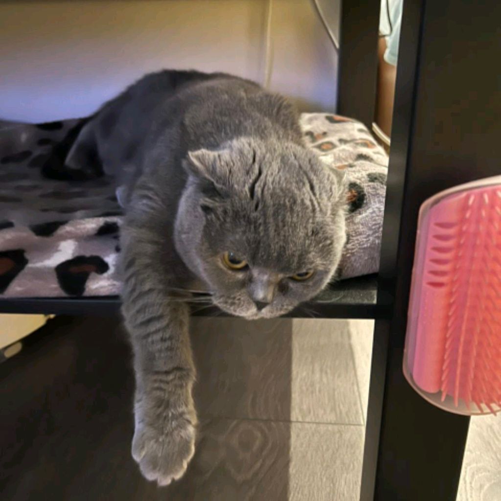 Иконка канала akituki