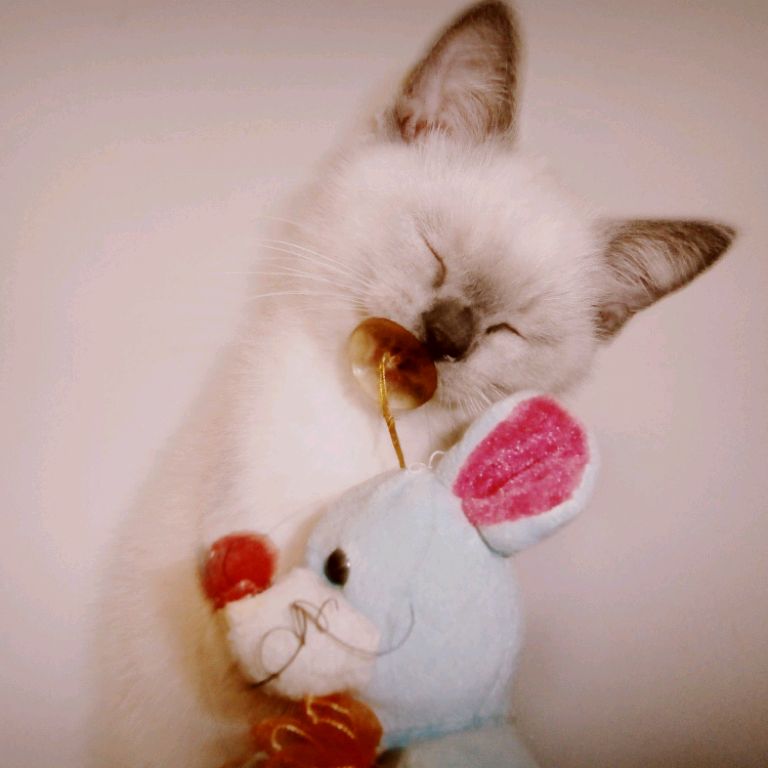 Pusia&cat's. Смотрите видео онлайн, бесплатно