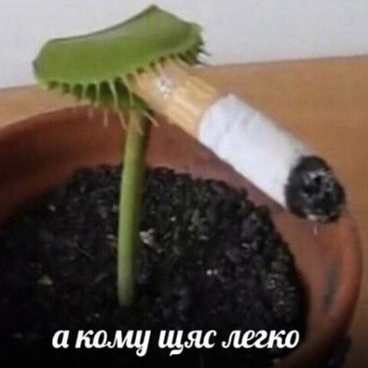 Иконка канала Совок