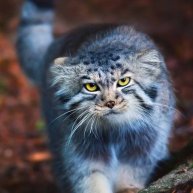 Иконка канала Калининградский манул