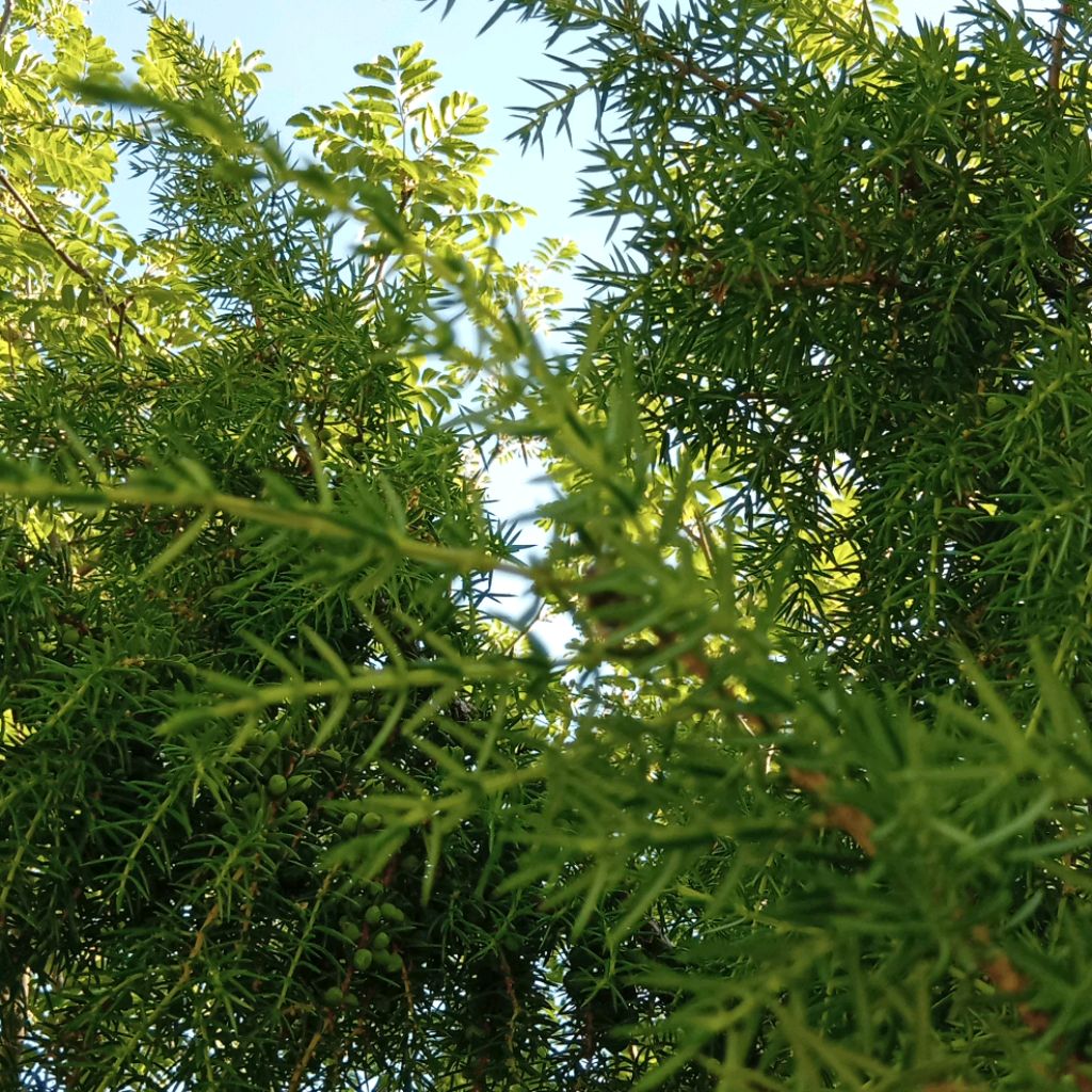 Иконка канала 🌹АМЕЛИЯ🌹